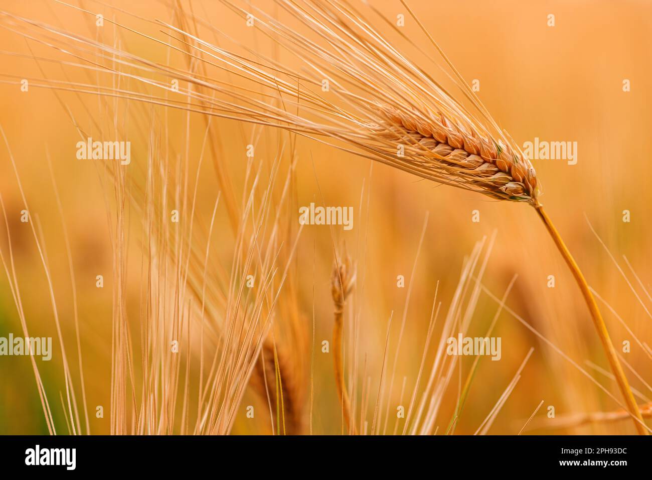 Summer ready hi-res stock photography and images - Alamy