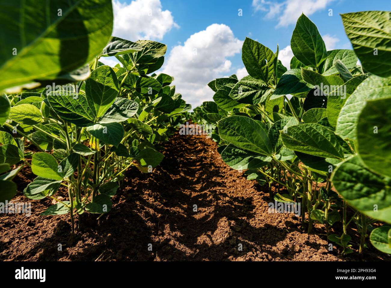 Low perspective soybean field hi-res stock photography and images - Alamy