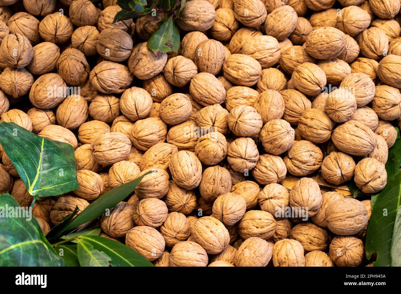 Shelled walnuts. Pile of unshelled walnuts in daylight. Walnut ...