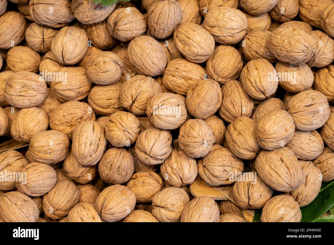 Shelled walnuts. Pile of unshelled walnuts in daylight. Walnut ...