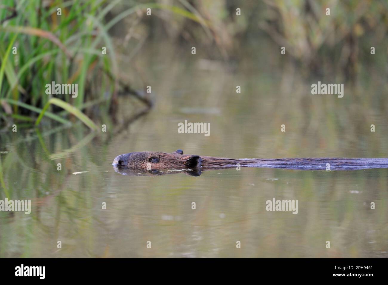 quite large... European beaver ( Castor fiber ) swims through a body of ...