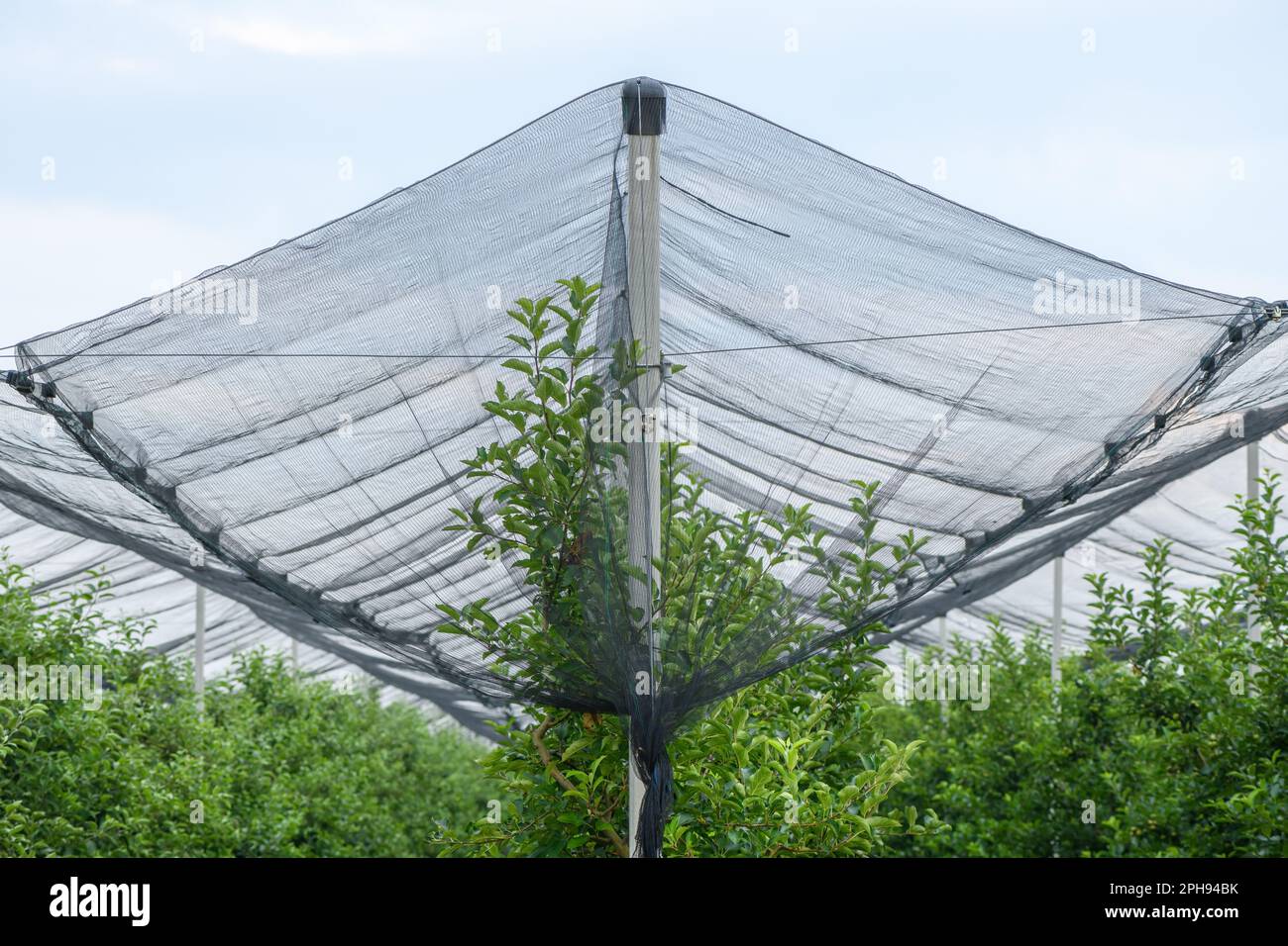 Hail and bird protective netting in apple fruit tree orchard in spring ...