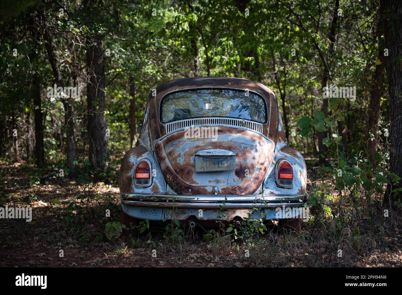 An abandoned vintage car is pictured in a forested area Stock Photo - Alamy