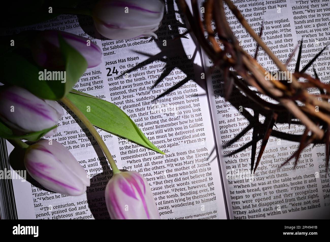Closeup Crown of thorns and Tulips on Open Bible Stock Photo - Alamy