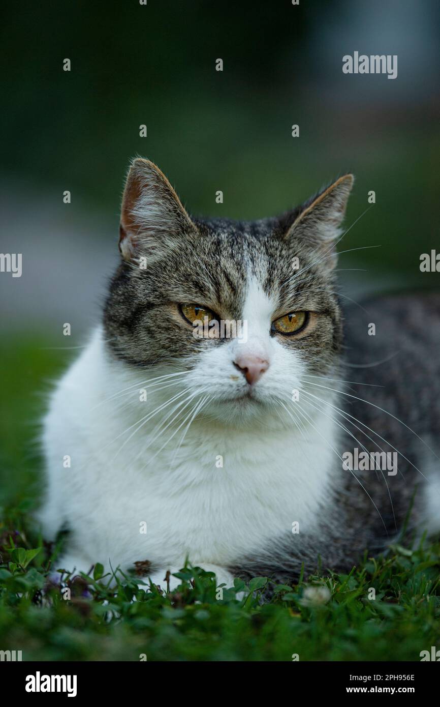 Domestic cat in nature background Stock Photo - Alamy