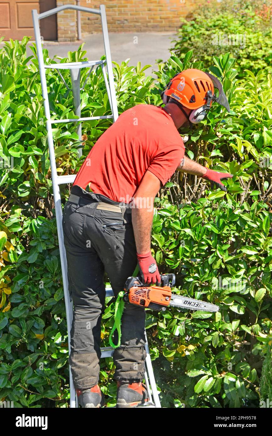 Arborist back view man on ladder trimming and cutting laurel hedge ...