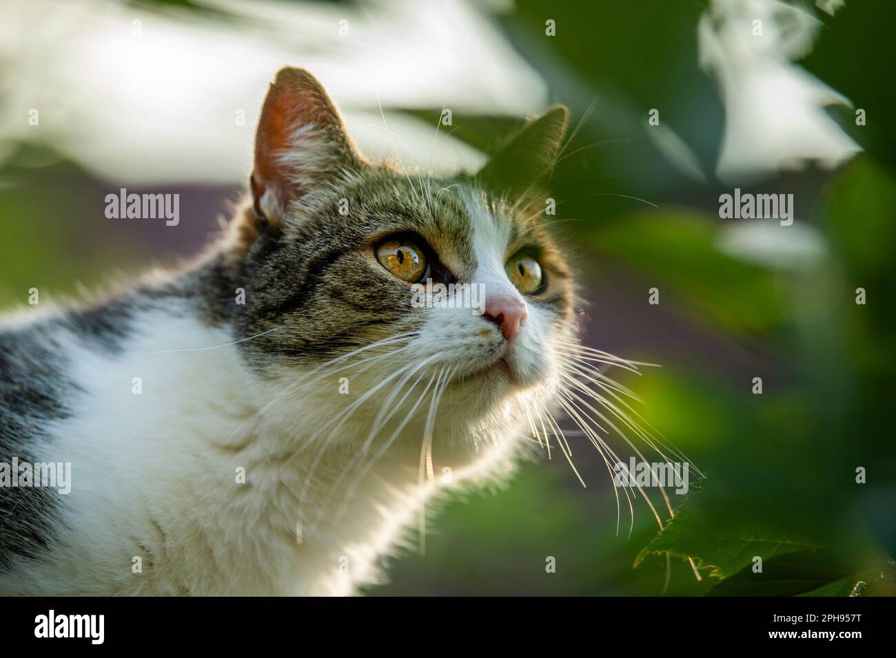 Domestic cat in nature background Stock Photo - Alamy