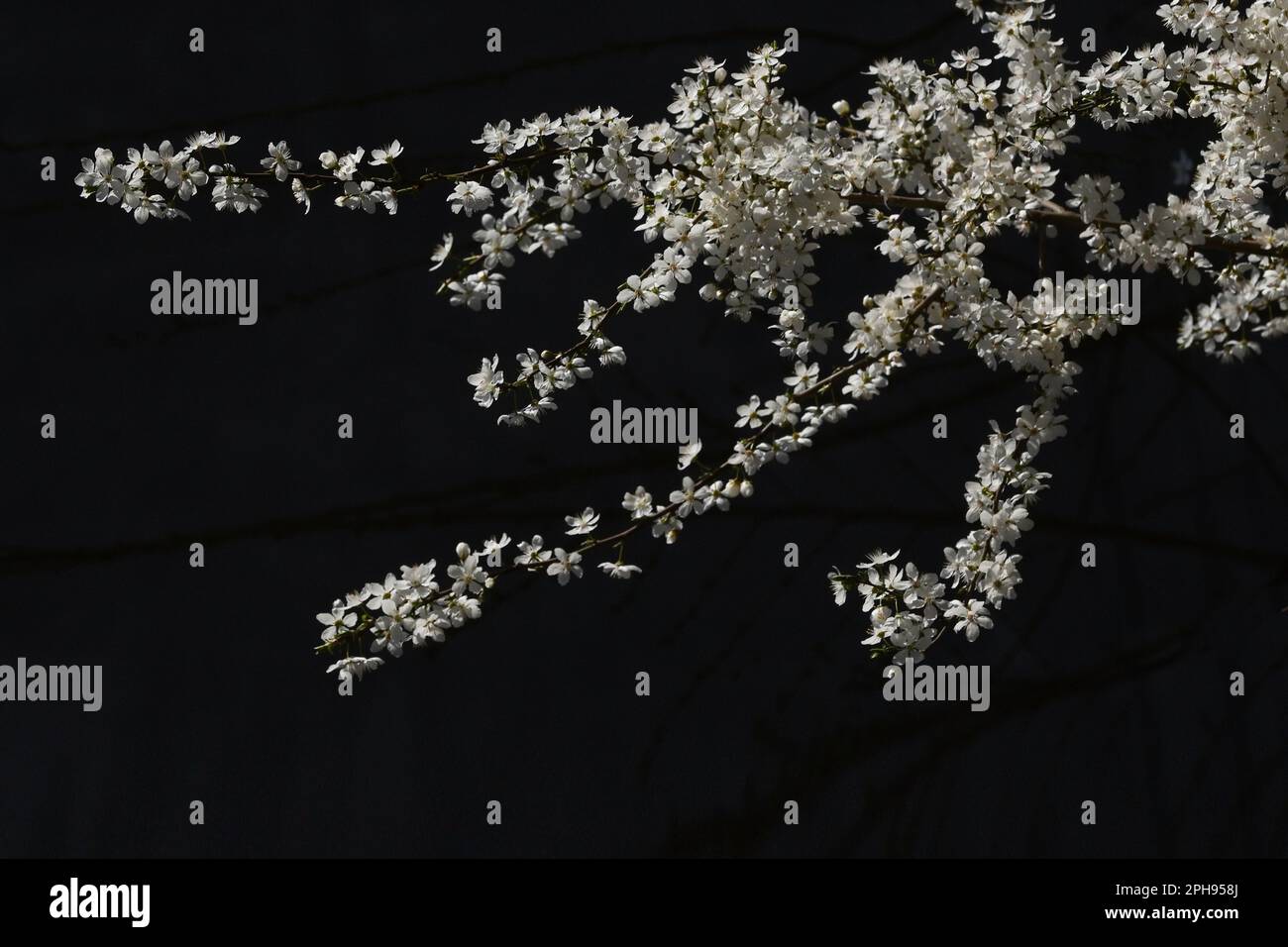 Spring bacground hi-res stock photography and images - Alamy