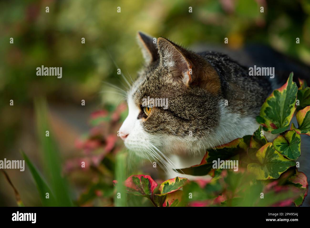 Domestic cat in nature background Stock Photo - Alamy