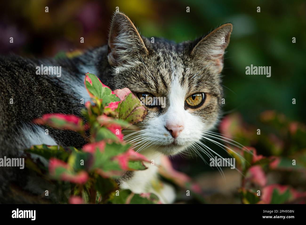 Domestic cat in nature background Stock Photo - Alamy