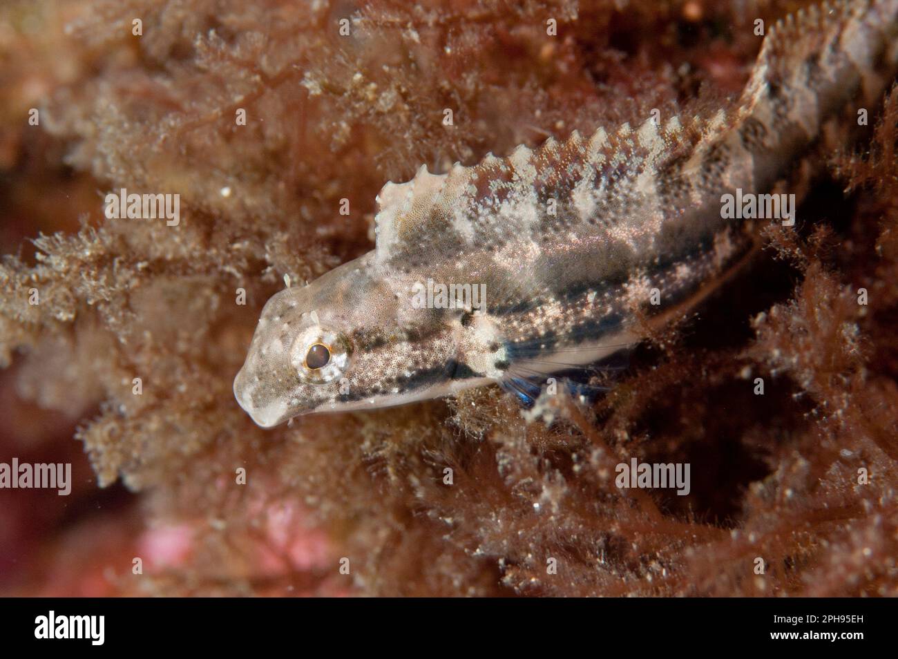 Variable Sabretooth Blenny, Petroscirtes variabilis, Lembeh Straits ...