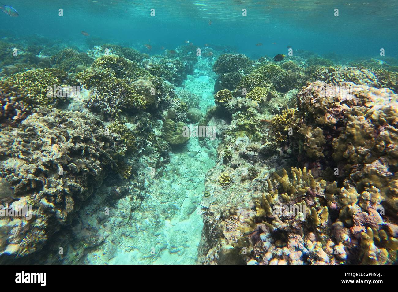 Idyllic shot of a coral reef in Siquijor in the Philippines, underwater ...