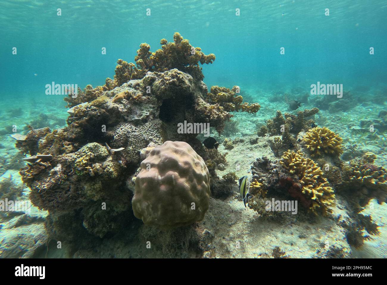Idyllic shot of a coral reef in Siquijor in the Philippines, in focus a ...