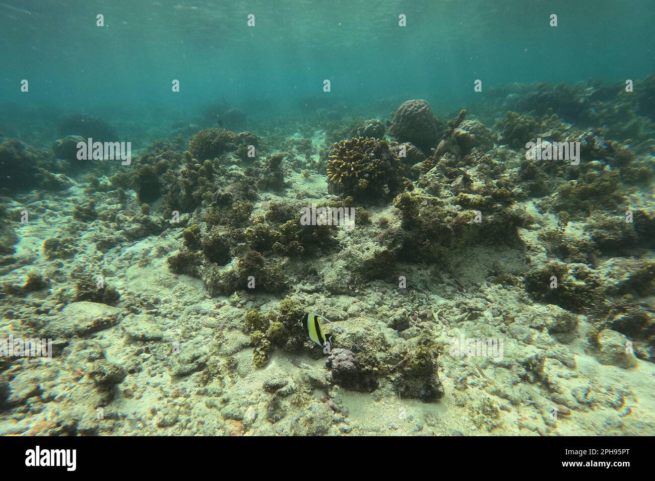 Idyllic shot of a coral reef in Siquijor in the Philippines, in focus a ...