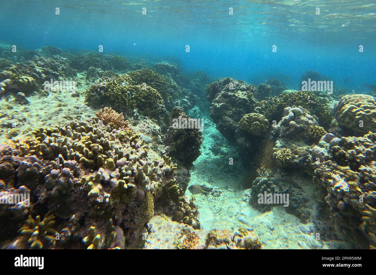 Idyllic shot of a coral reef in Siquijor in the Philippines, underwater ...