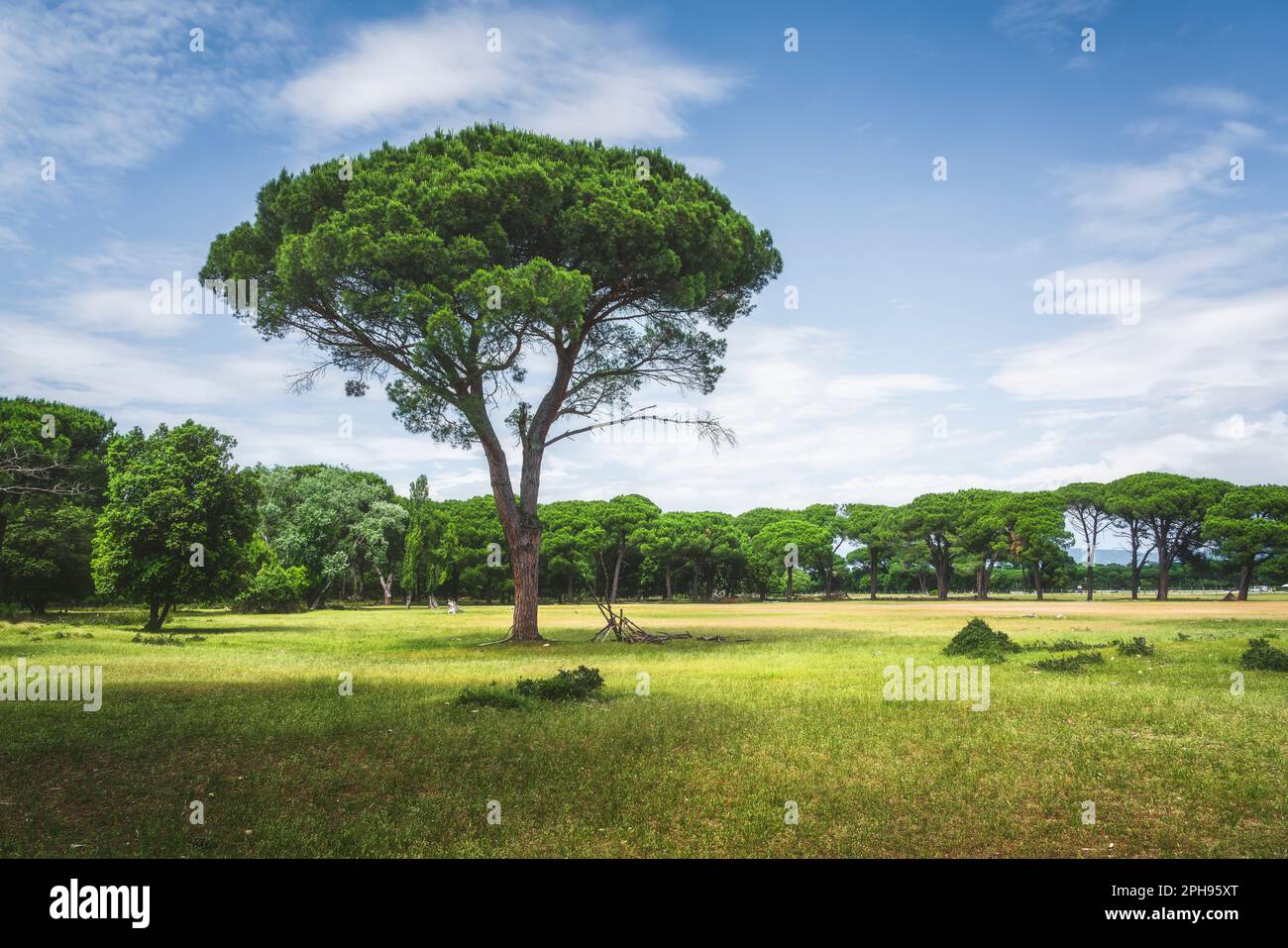 Migliarino san rossore park hi-res stock photography and images - Alamy