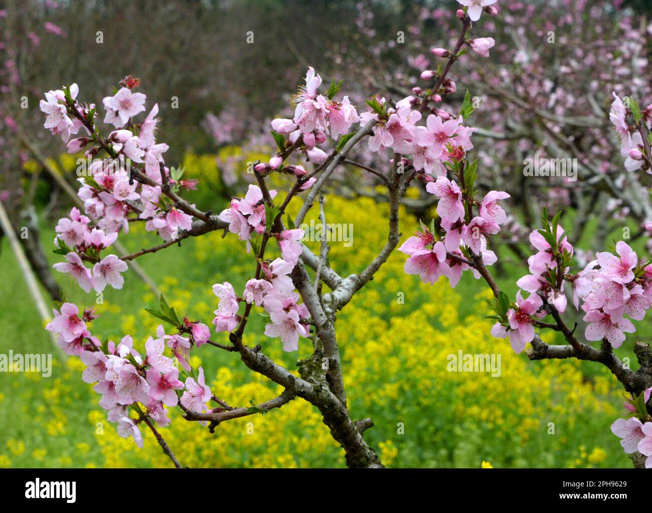 Shanghai Peach Blossom Festival kicks off in Huinan Town, Shanghai ...
