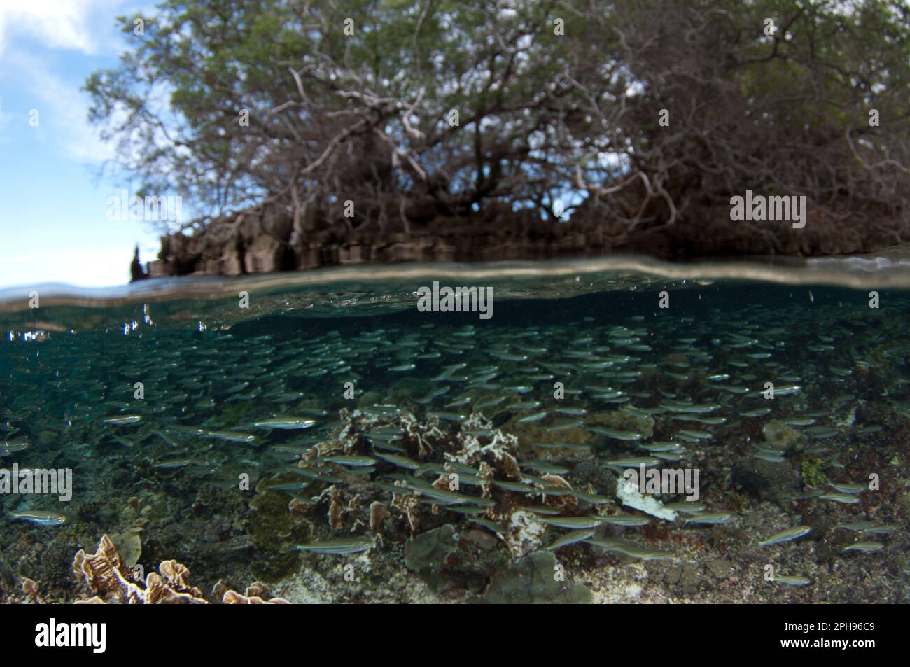 School of small fish, Raja Ampat, West Papua, Indonesia Stock Photo - Alamy