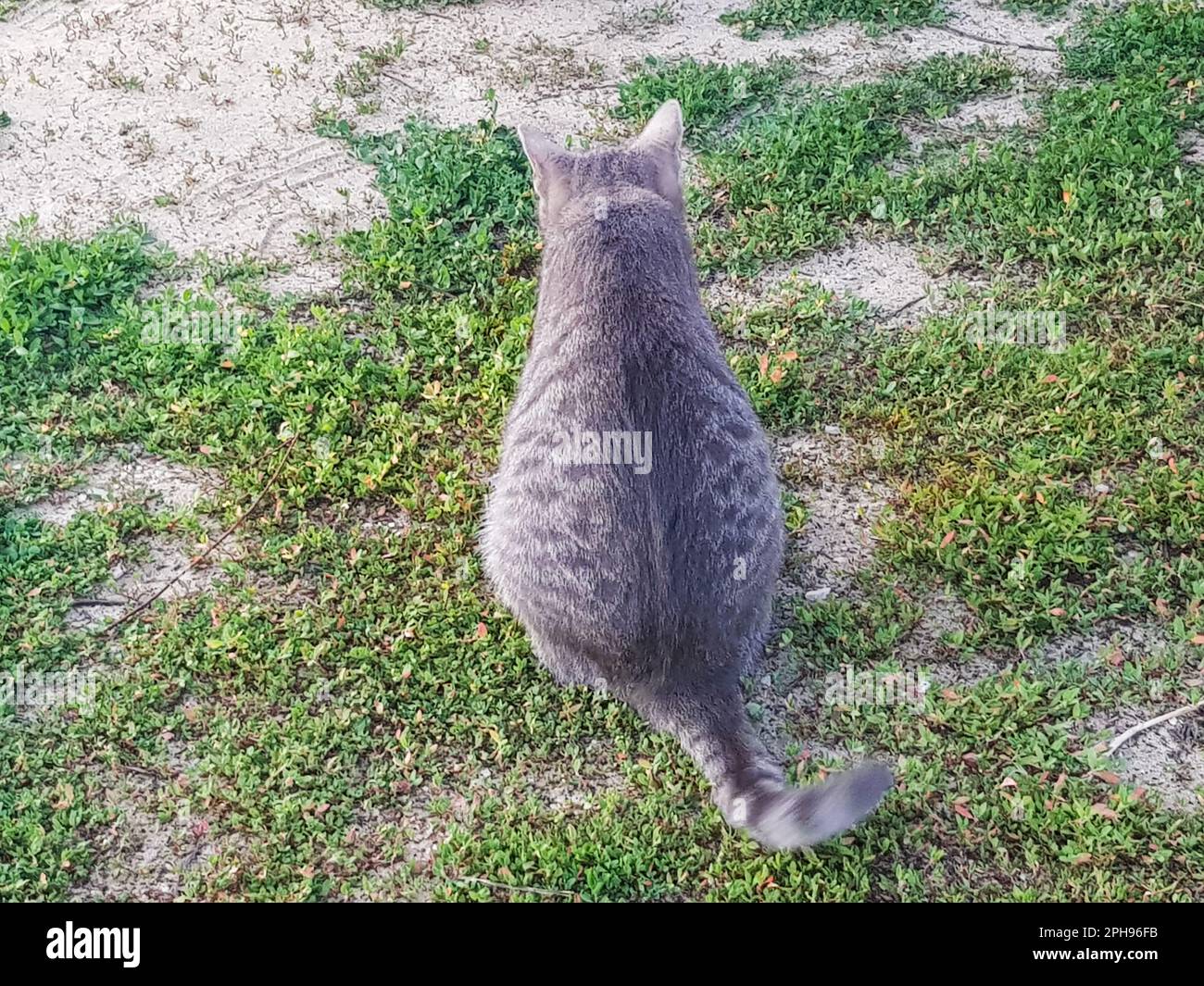 Cat looking backwards hi-res stock photography and images - Alamy