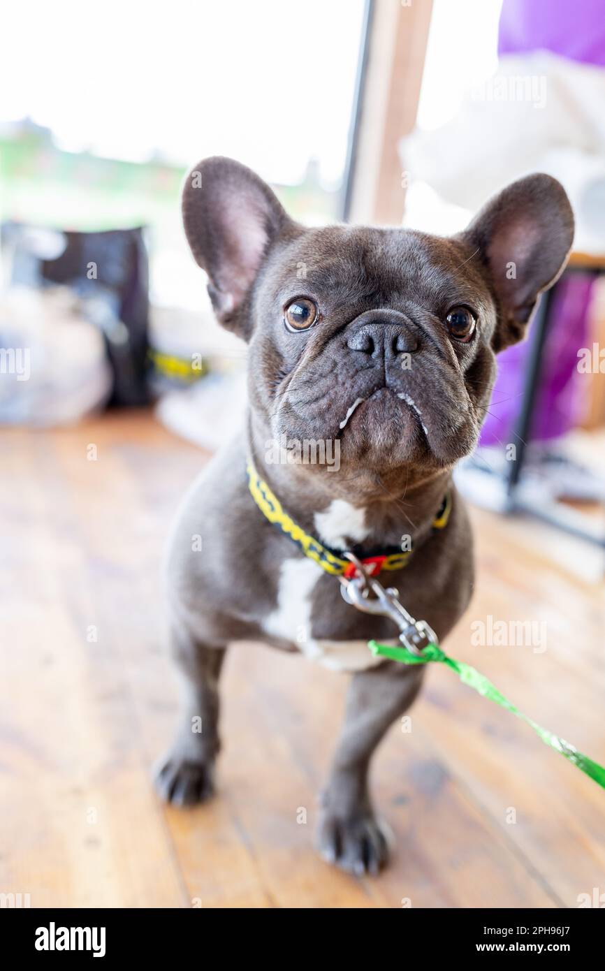 portrait of a gorged french bulldog. Purebreed bulldog standing Stock ...