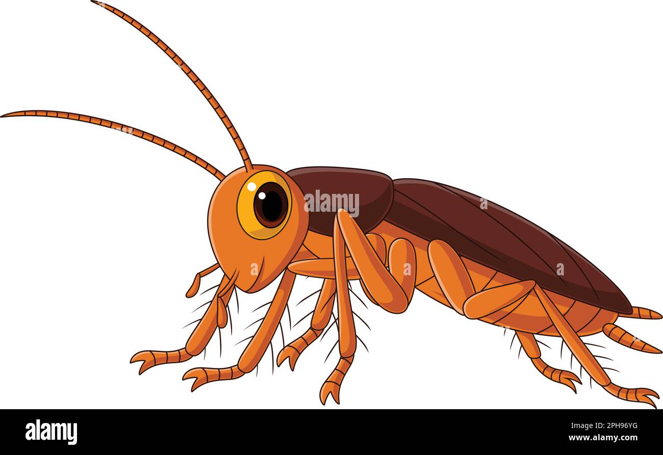 Cute cockroach cartoon on white background Stock Vector Image & Art - Alamy