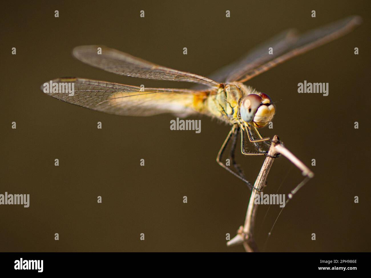 Libelle auf zweig hi-res stock photography and images - Alamy