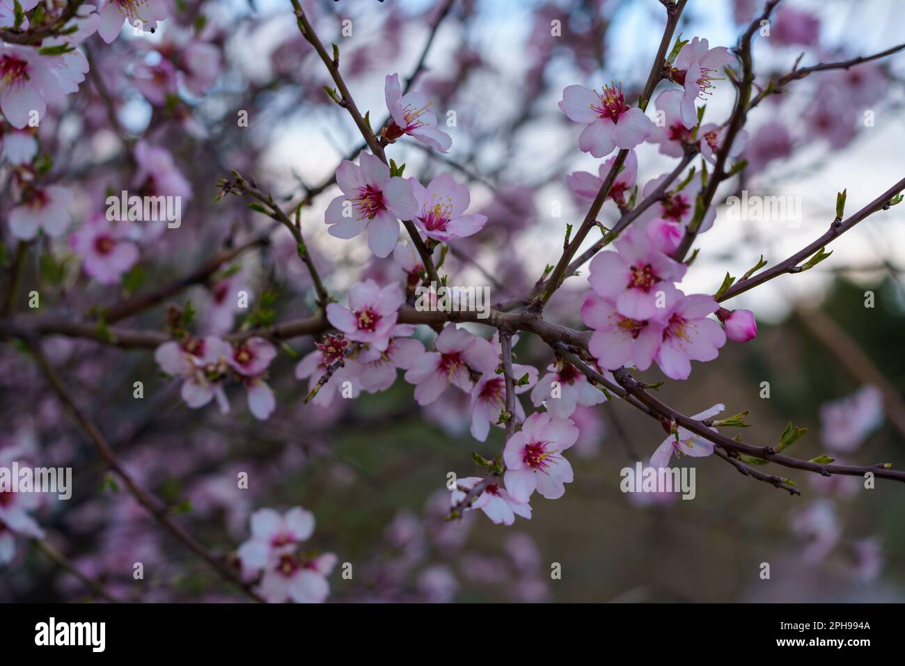Almond tree branches with white blossoms and unfocused background in ...