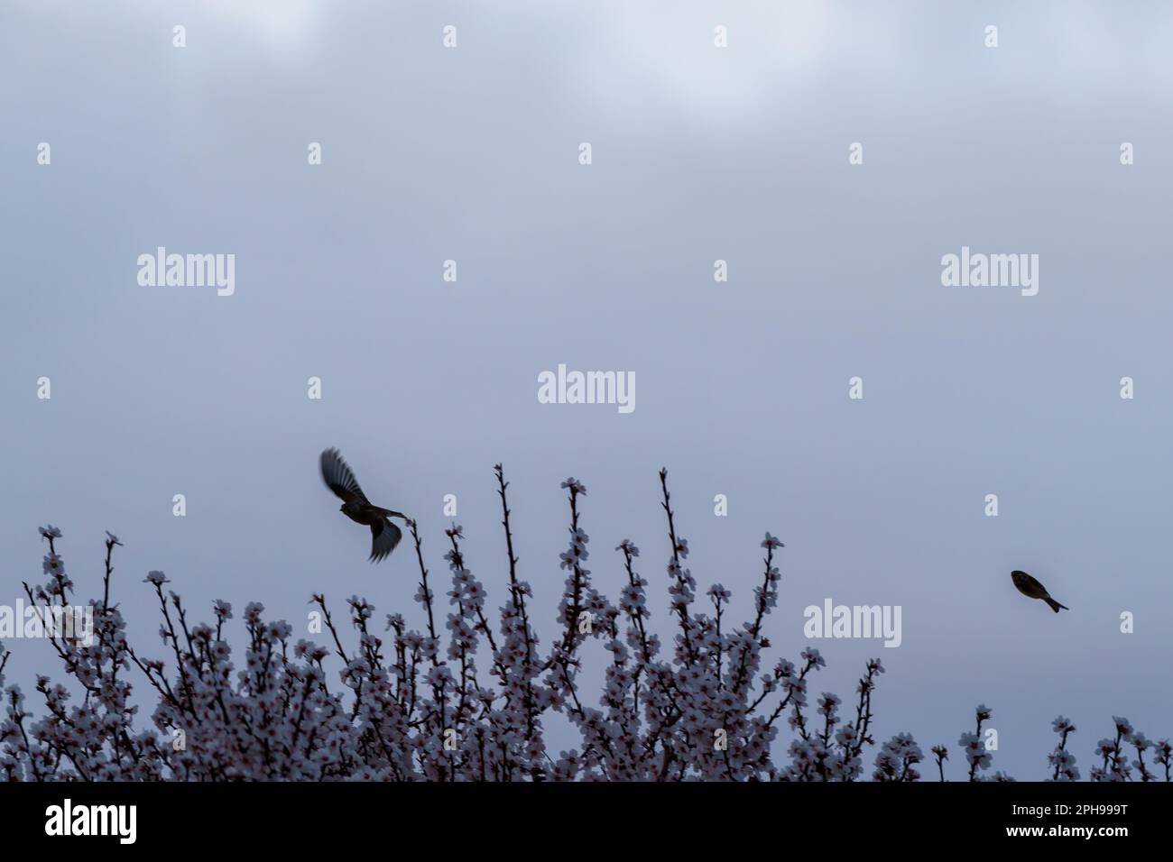 Bird flying by the tree hi-res stock photography and images - Alamy