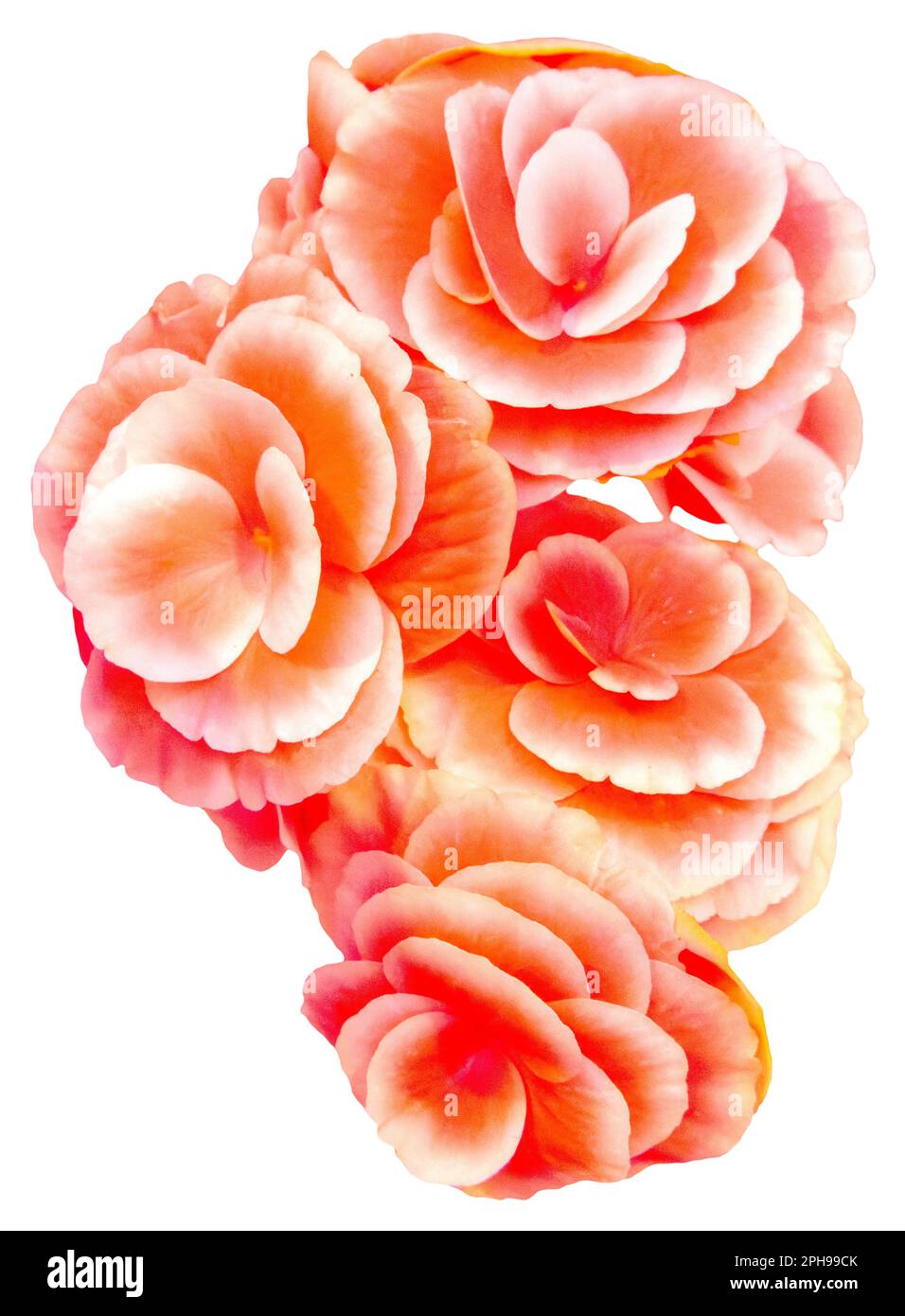 Many Rieger begonias with orange and white petals. Beautiful flower ...