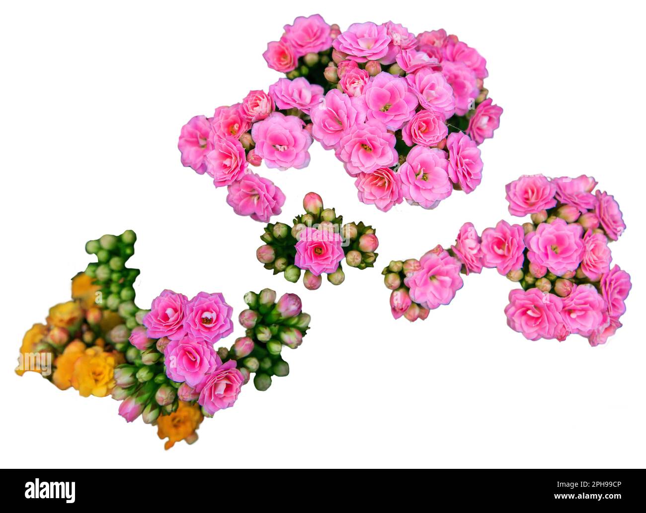 Many pink Kalanchoe (Flaming Katy) flowers. Beautiful flower bloom is ...