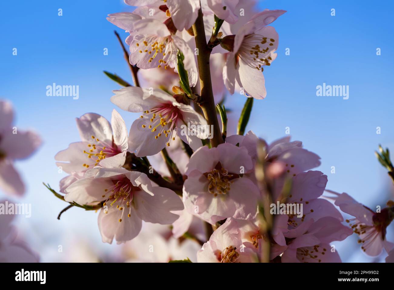Almond tree branches with white blossoms and unfocused background in ...
