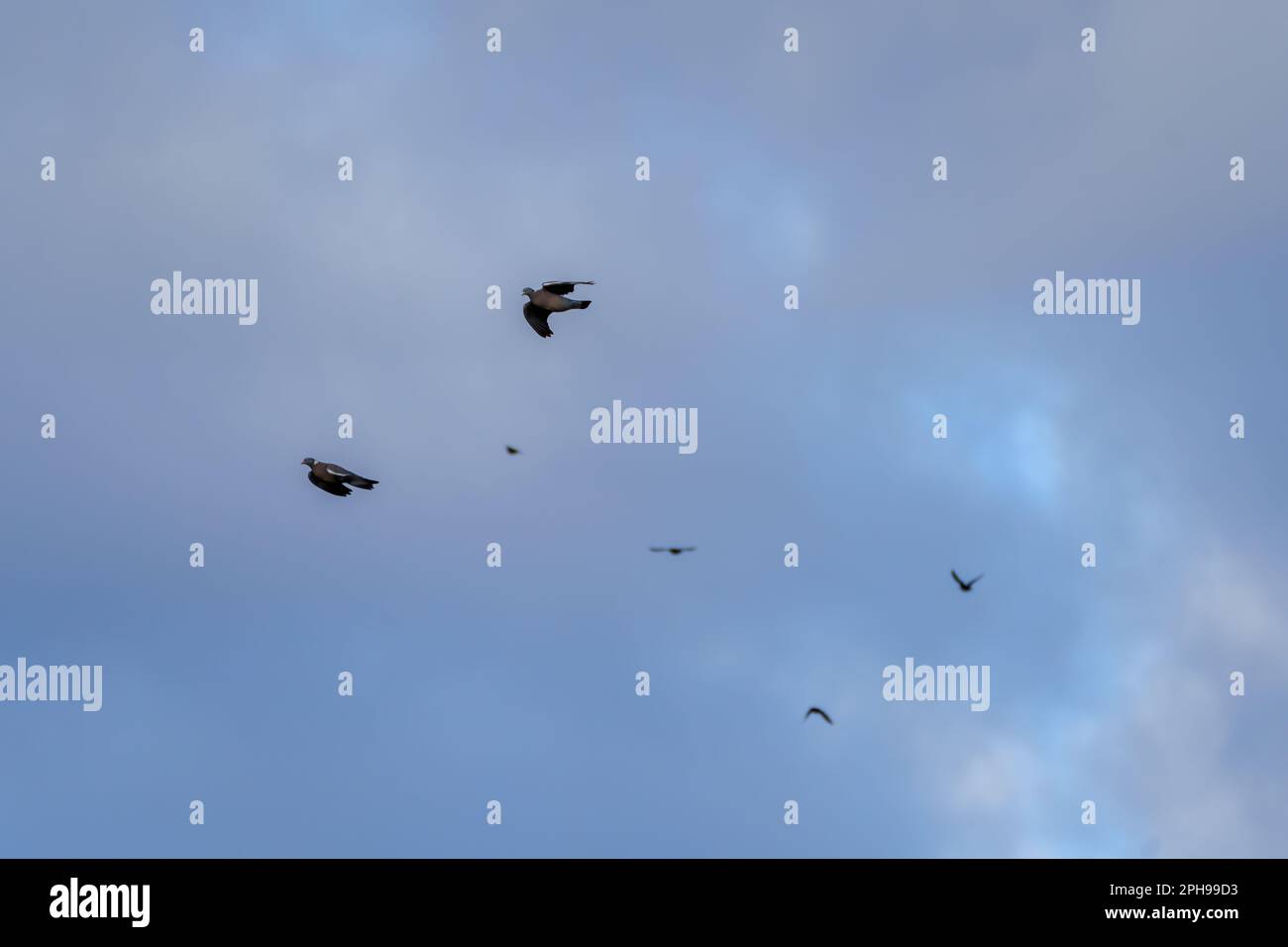 Birds soaring through air hi-res stock photography and images - Alamy