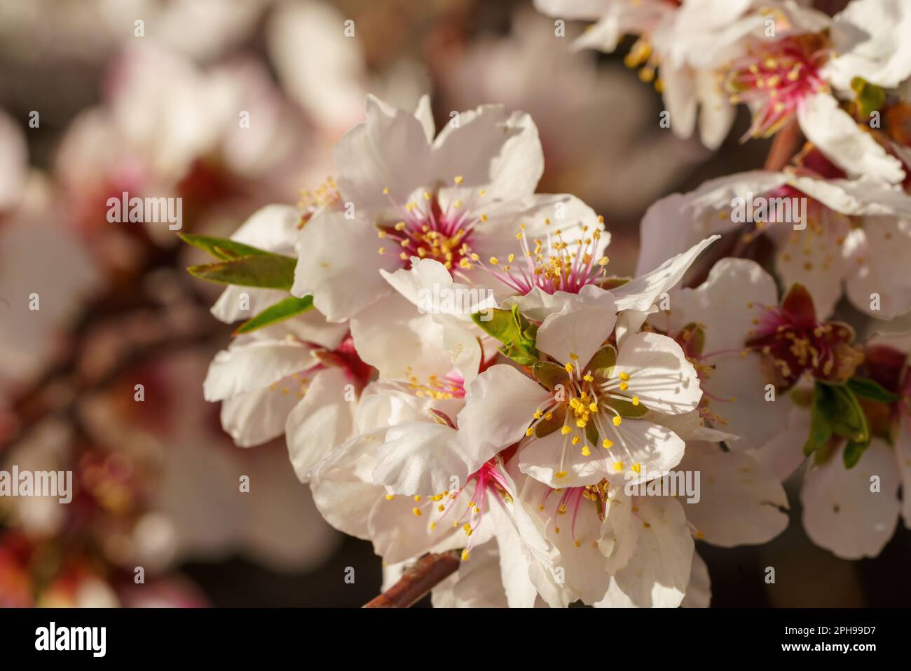 Almond tree branches with white blossoms and unfocused background in ...