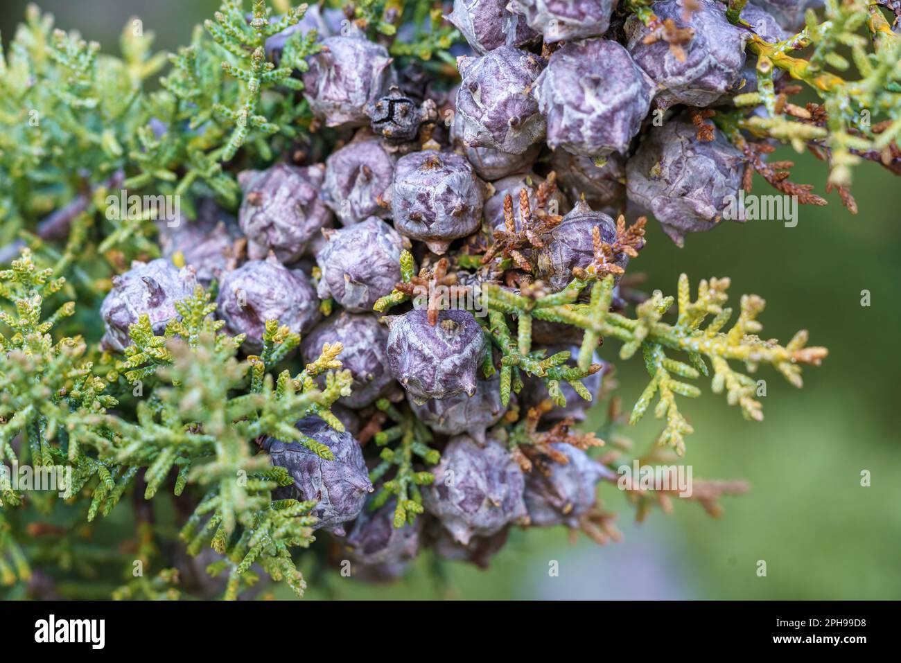 Fruits quarters hi-res stock photography and images - Alamy
