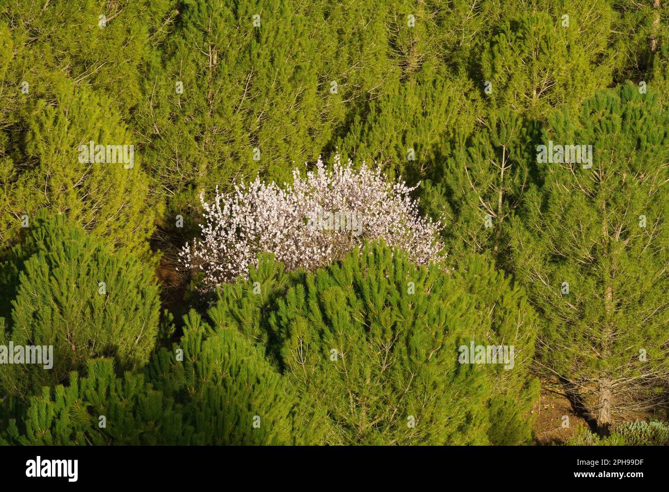 Almond tree with white blossoms among green-leaved pine trees Stock ...