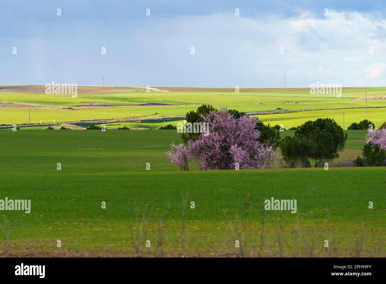 Textured green crop field and almond tree with white flowers in spring ...