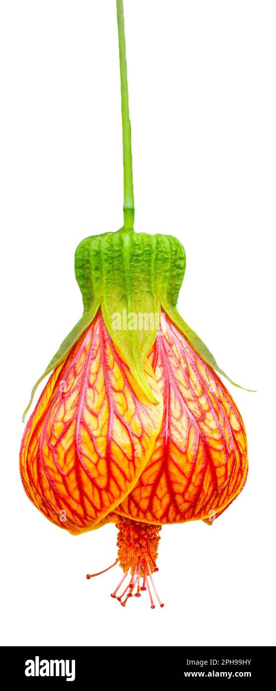 Bell lantern shaped flower Cut Out Stock Images & Pictures - Alamy