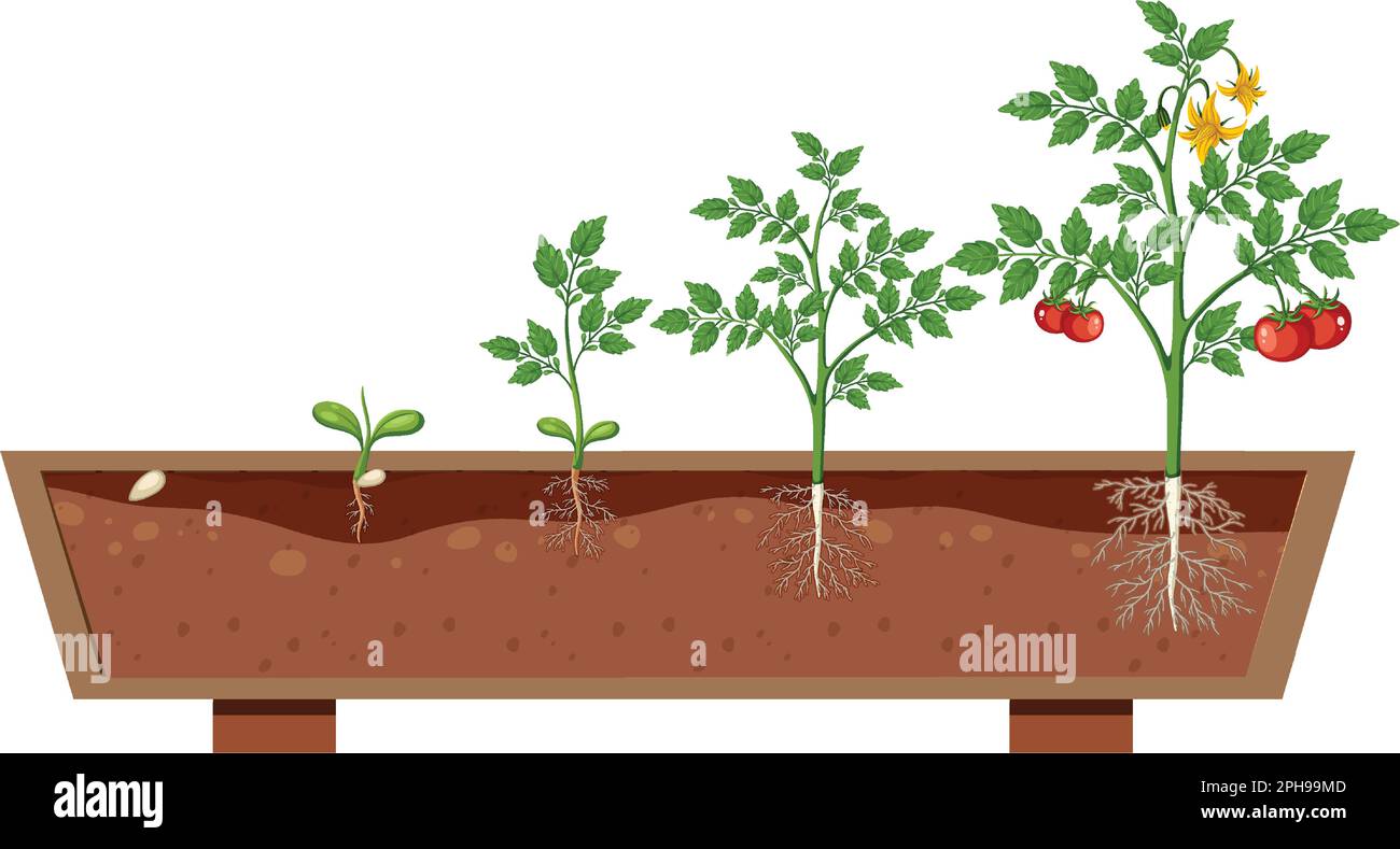 The growth stages of a tomato plant illustration Stock Vector Image ...