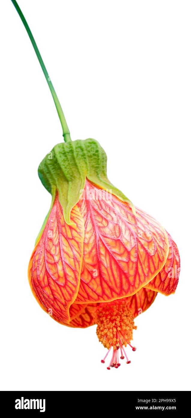 Bell lantern shaped flower Cut Out Stock Images & Pictures - Alamy