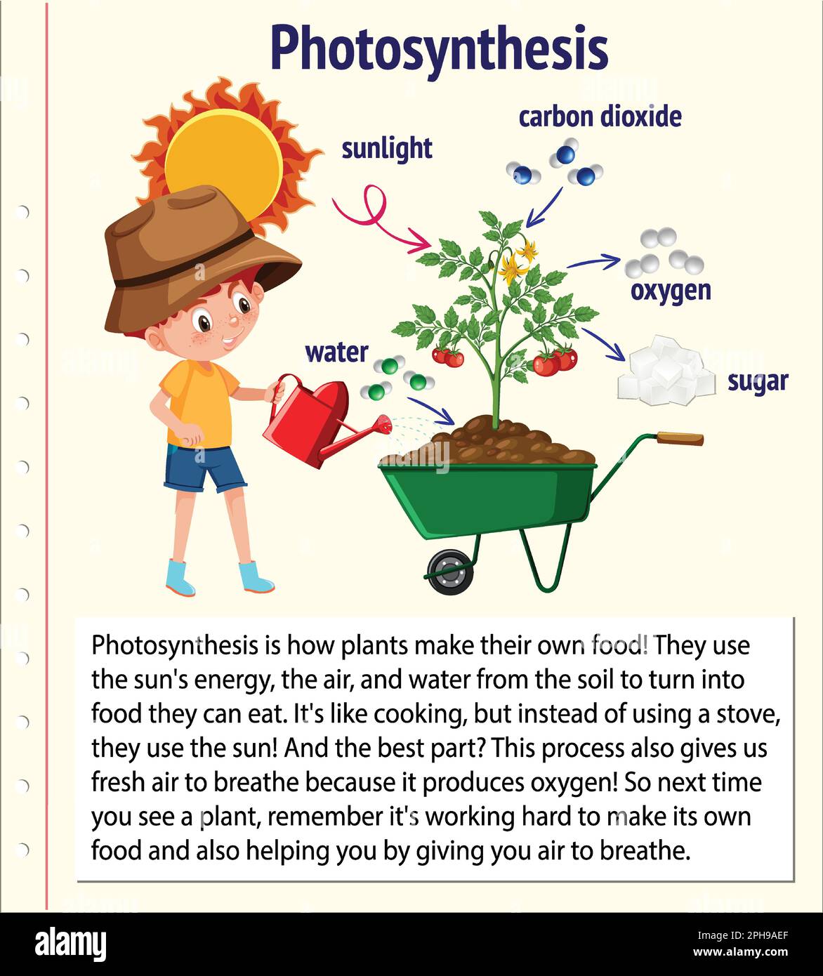 Do Stems Photosynthesize at Nettie Cox blog