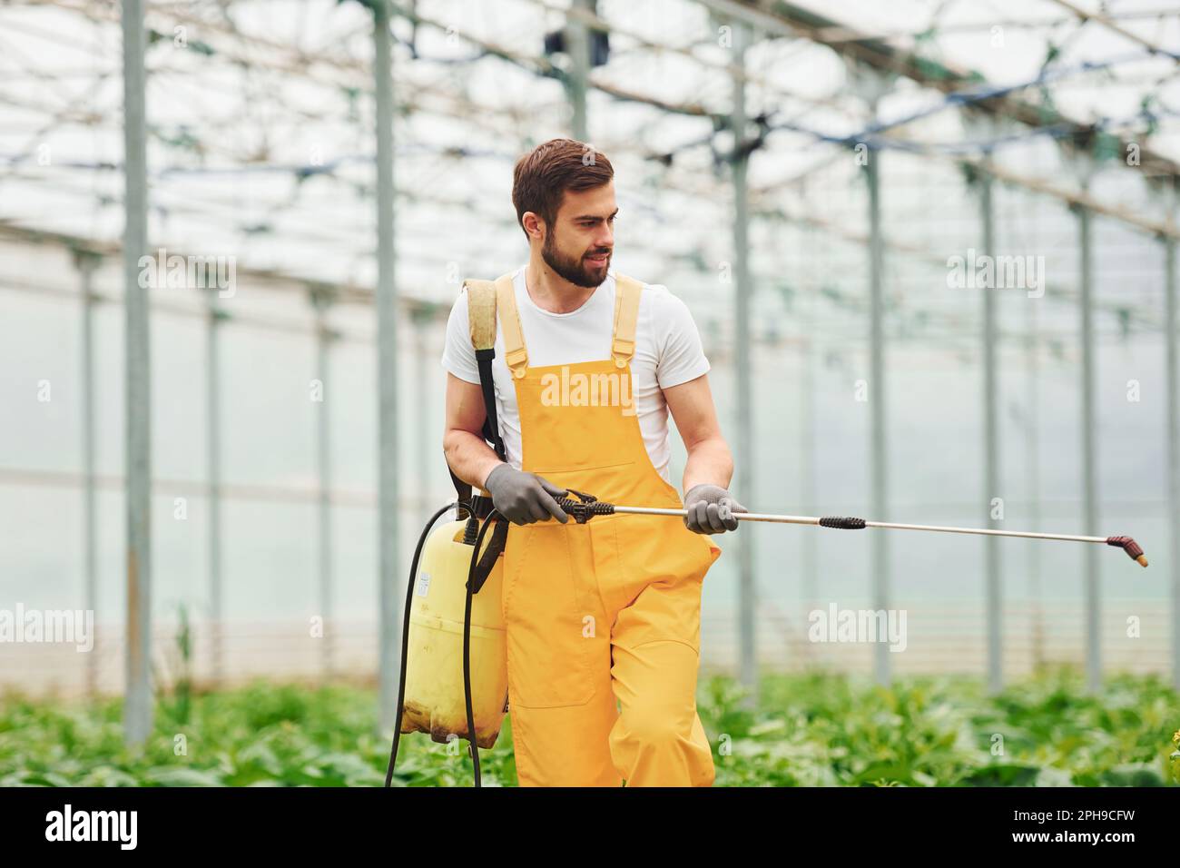 Young greenhouse worker in yellow uniform watering plants by using ...