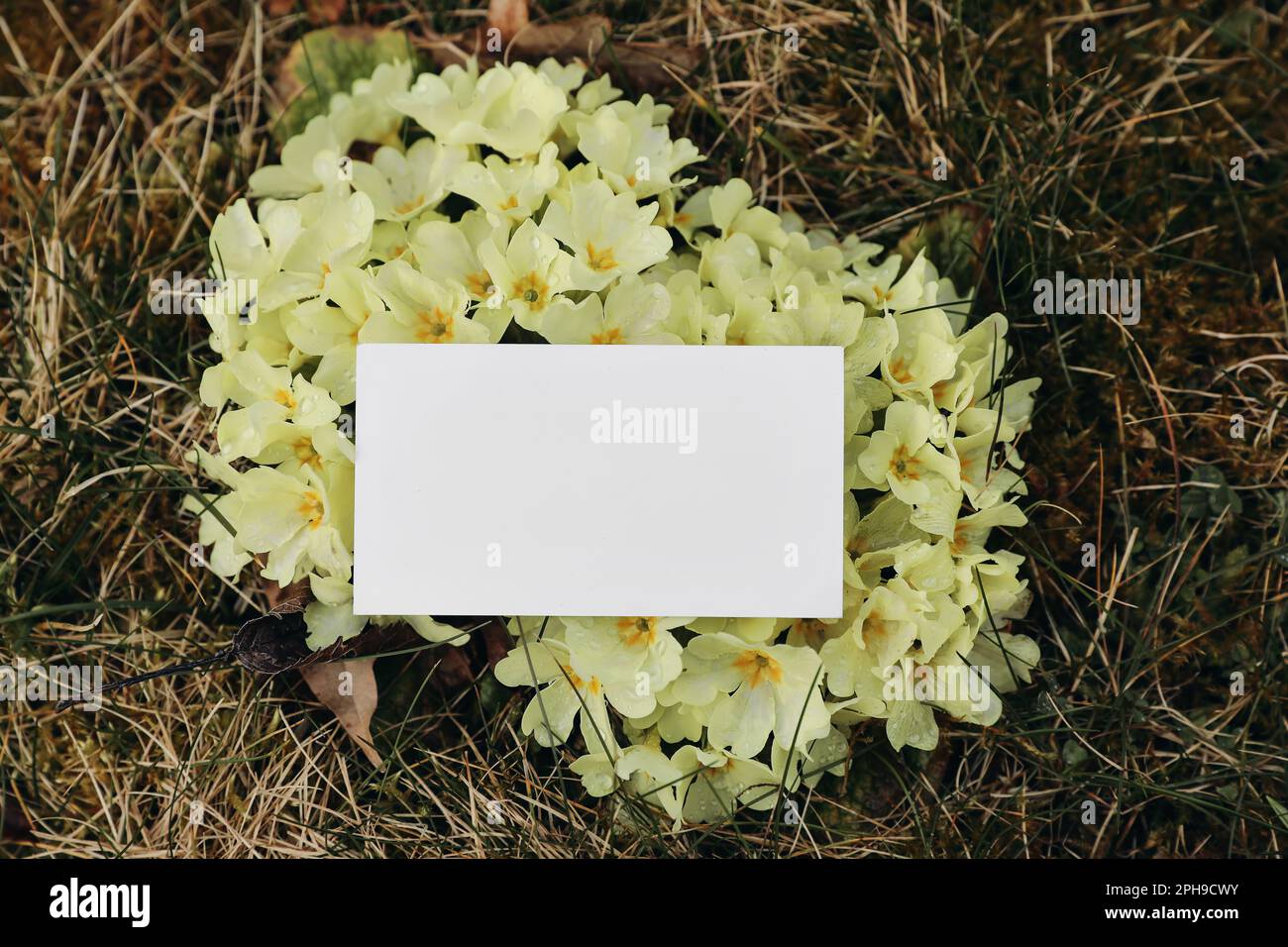 Spring in nature, garden. Yellow blooms of common primrose flower ...