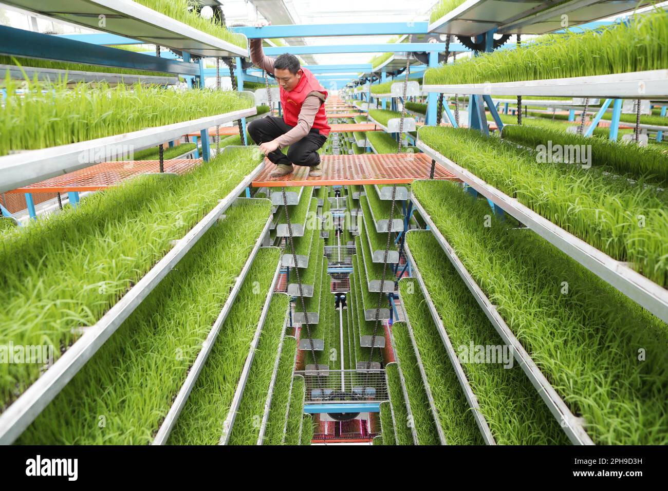 CHONGQING, CHINA - MARCH 27, 2023 - An agricultural technician checks ...