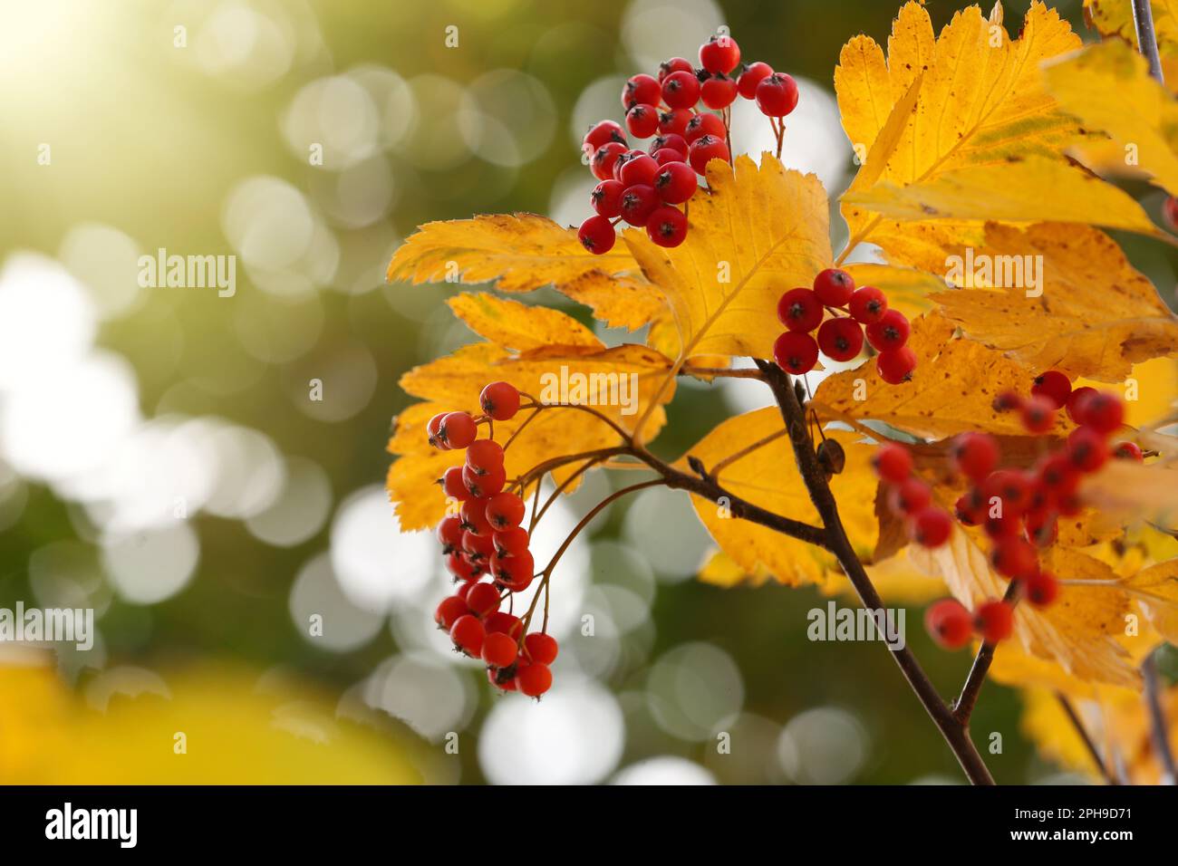 Rowan tree branch with red berries outdoors, closeup. Space for text ...