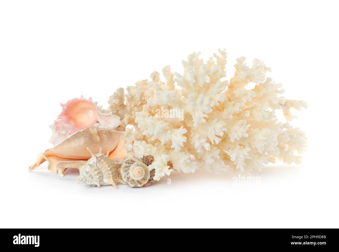Beautiful exotic sea coral and shells on white background Stock Photo ...