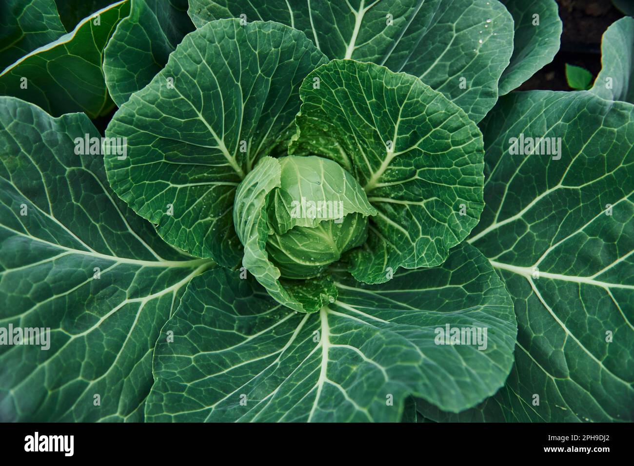 Top view of green fresh cabbage that growing at the farm's soil Stock ...