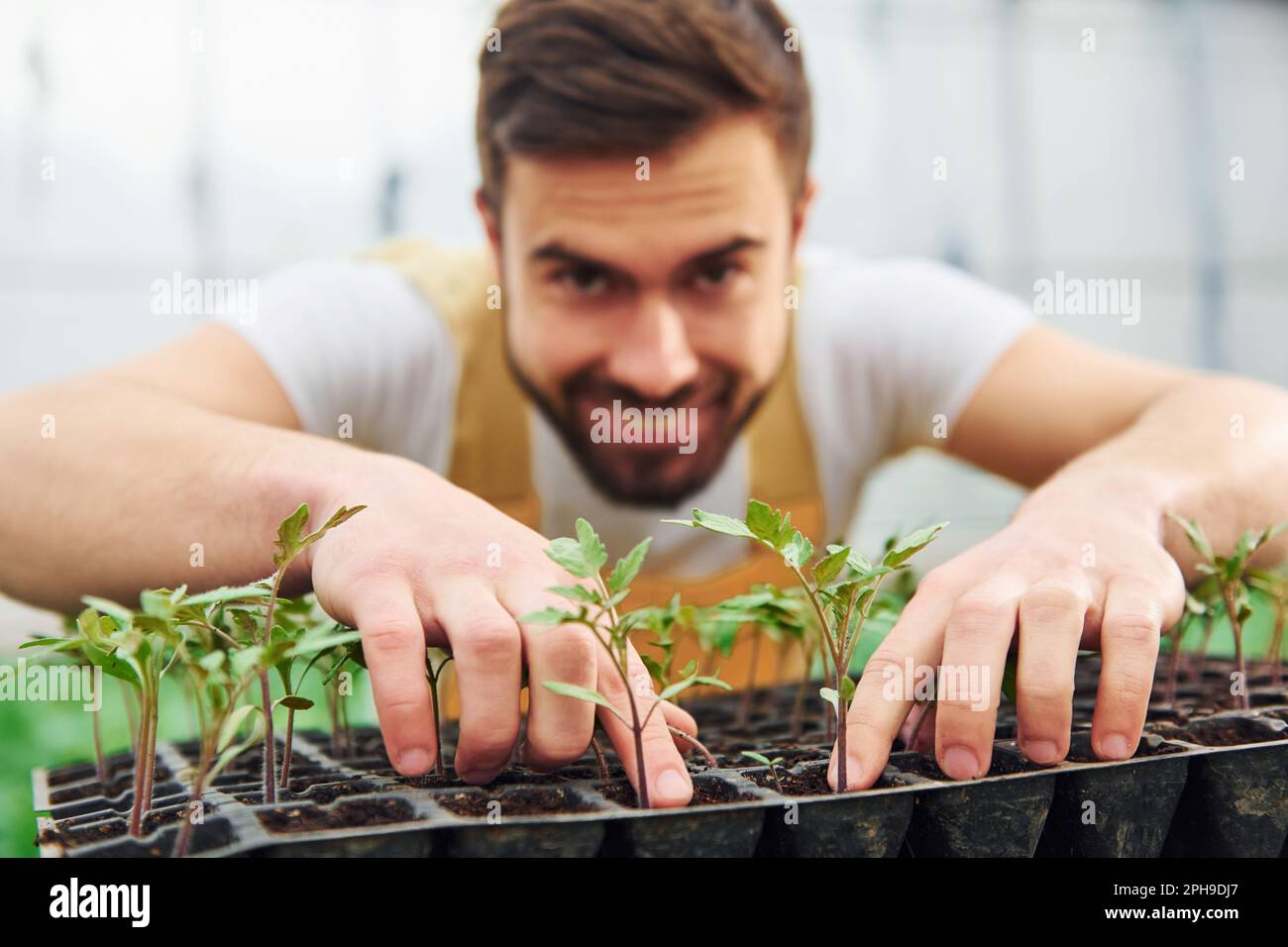 Taking care of plants in the black stand. Young greenhouse worker in ...