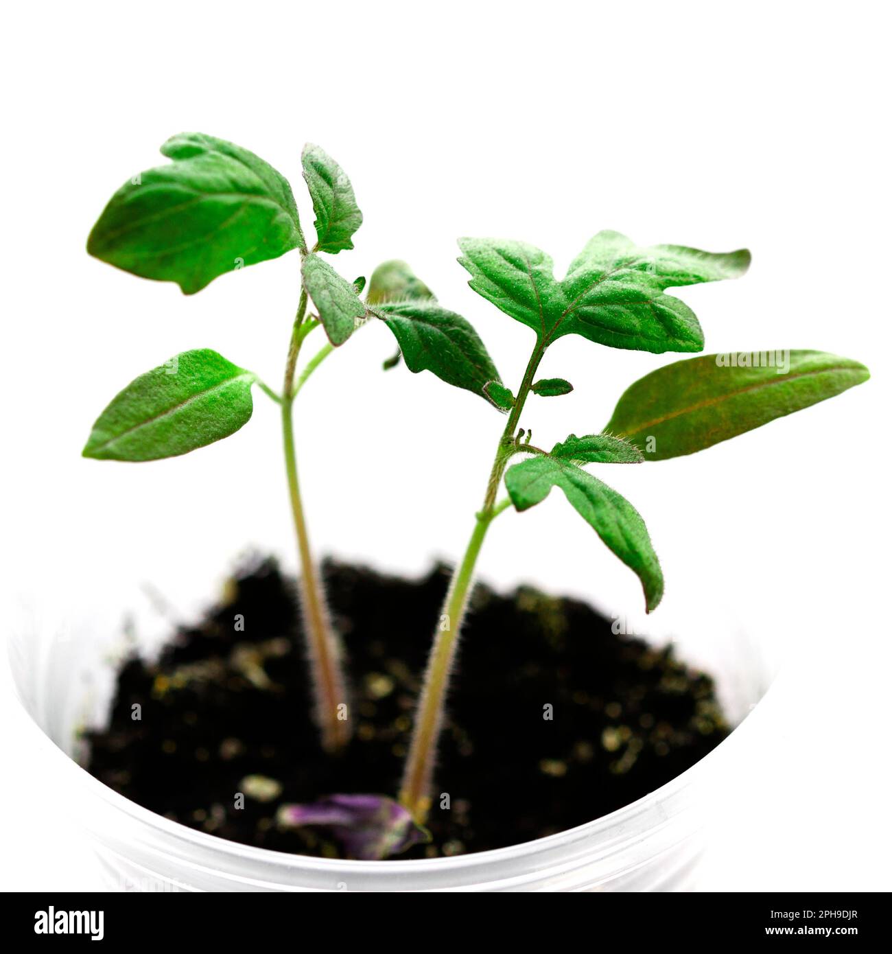 plants. Green seedlings of young tomatoes are ready for planting in the ...