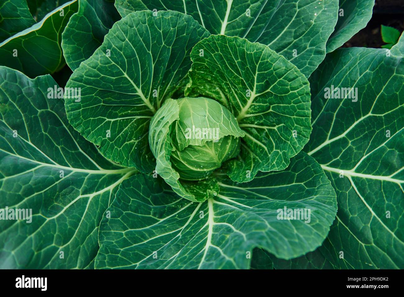 Top view of green fresh cabbage that growing at the farm's soil Stock ...