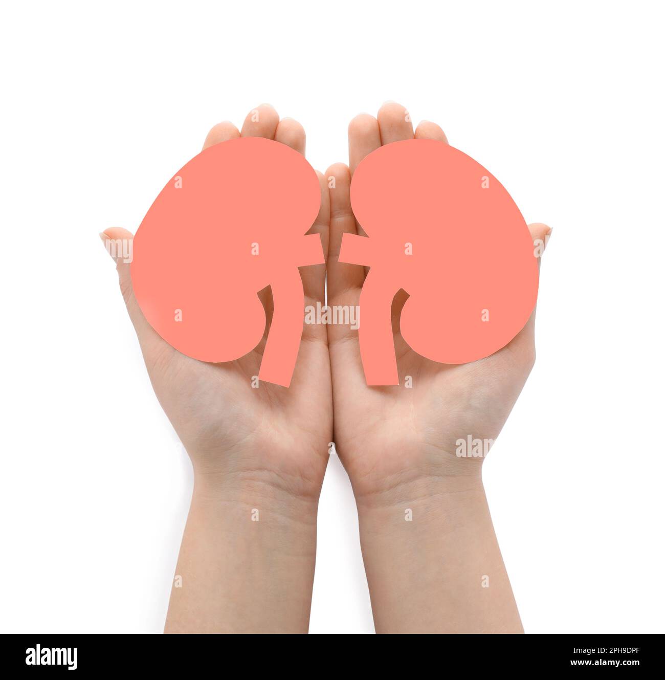 Woman paper kidneys on Cut Out Stock Images & Pictures - Alamy